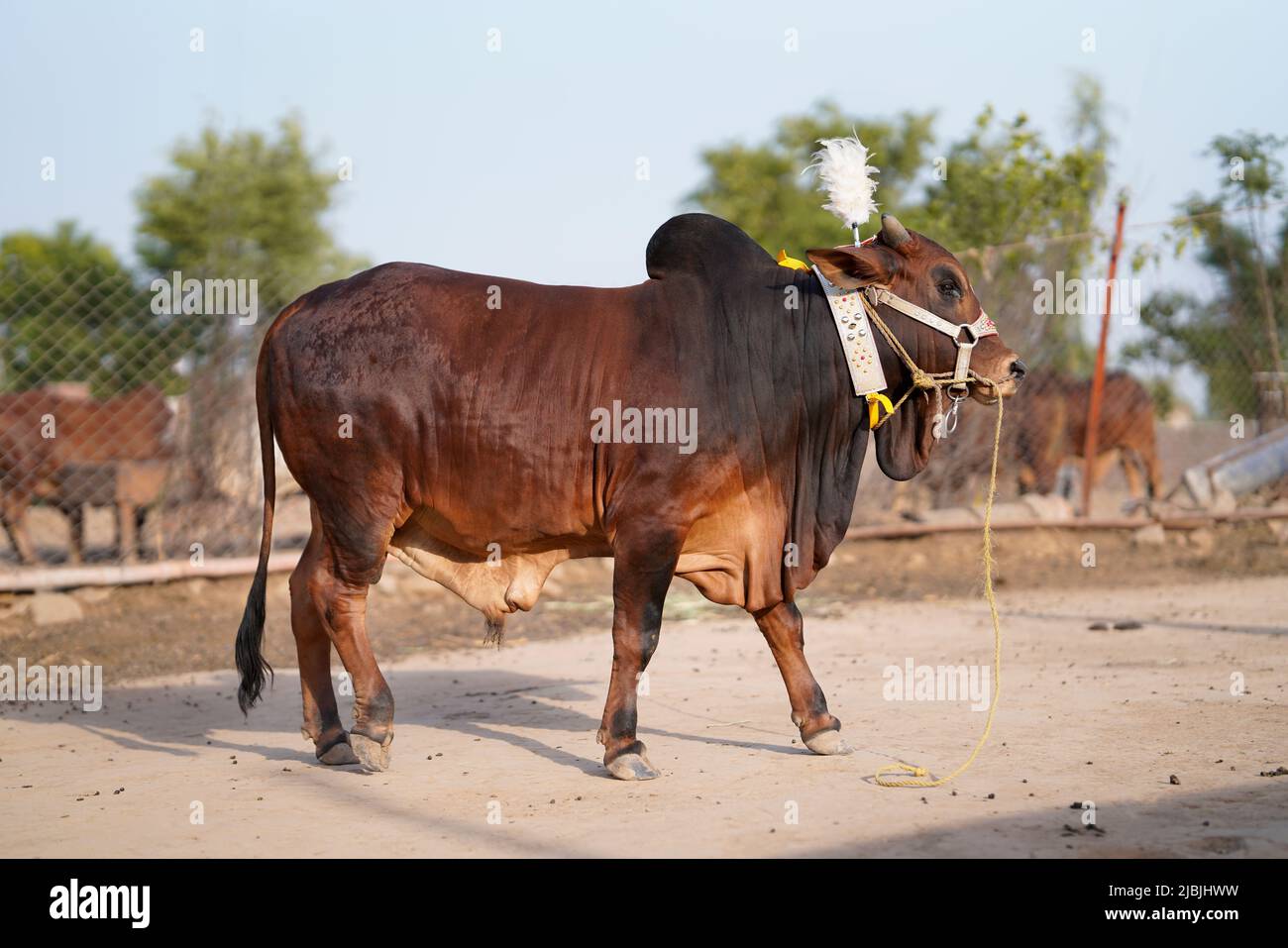 Qurbani Cow Cutting