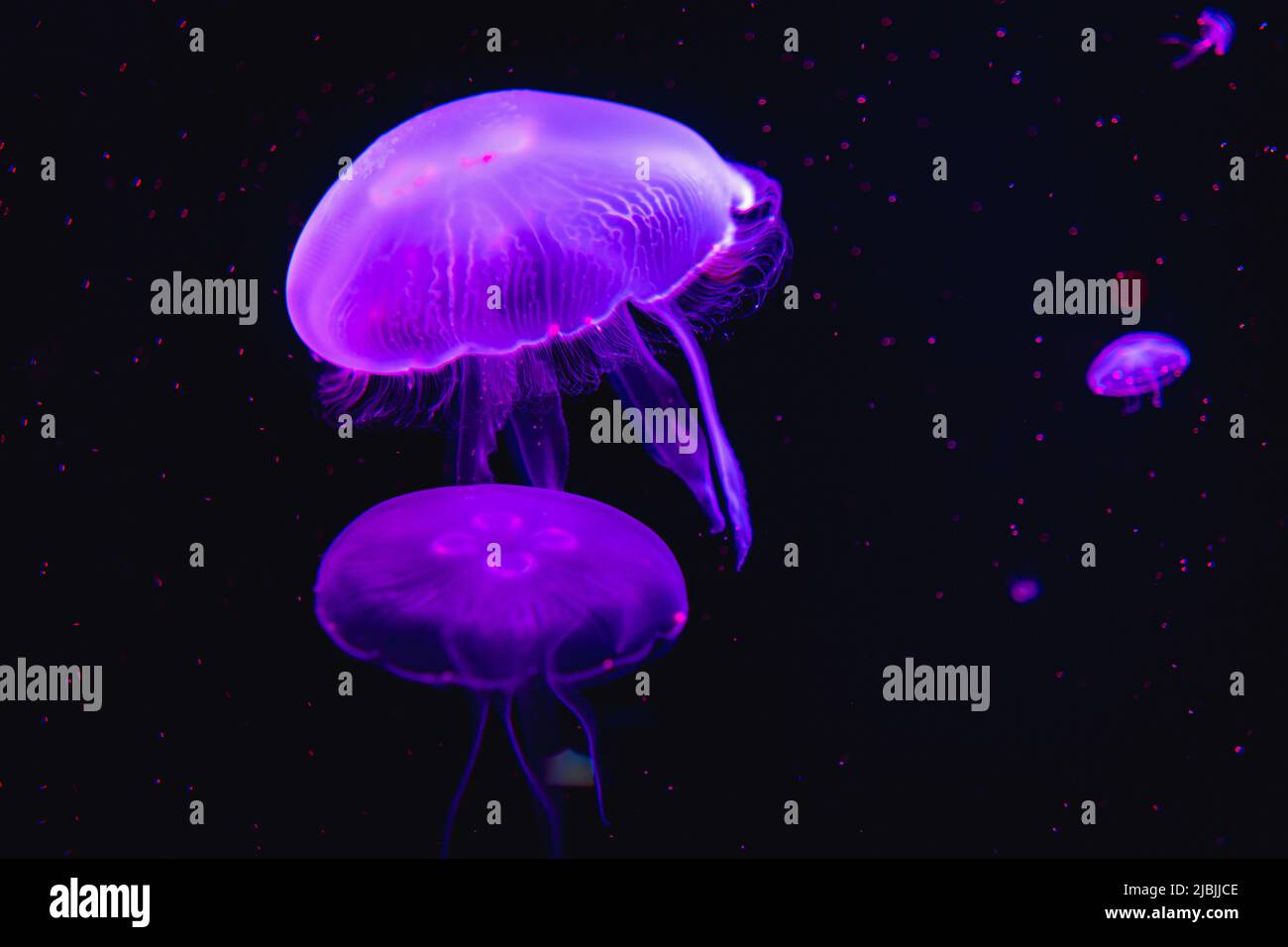 Floating jelly fish illuminated in purple colour Stock Photo - Alamy