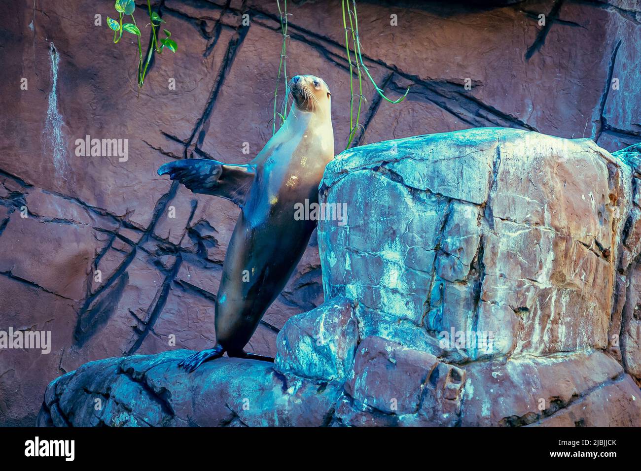 Mooloolaba, Queensland, Australia - Seal posing during a performance ...