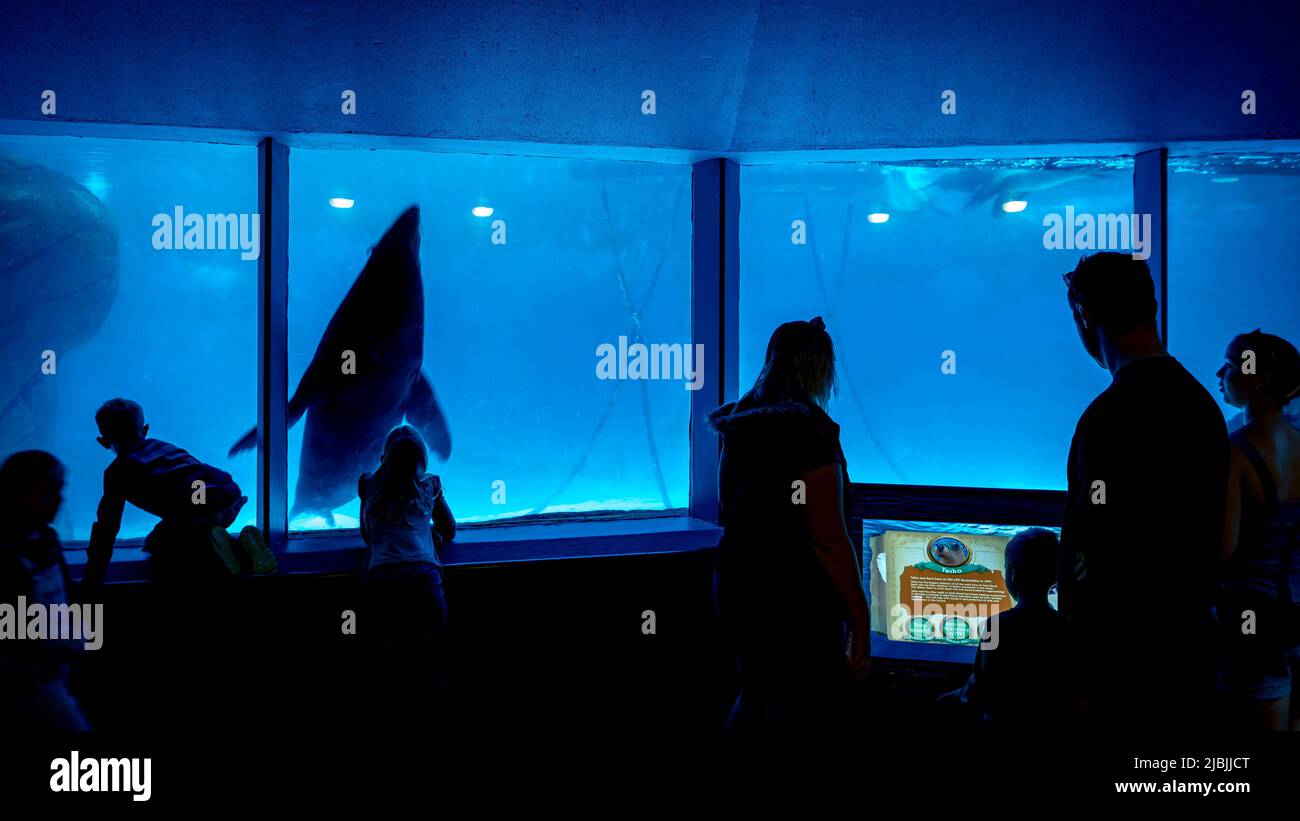 Mooloolaba, Queensland, Australia - Underwater seal viewing room in SEA ...