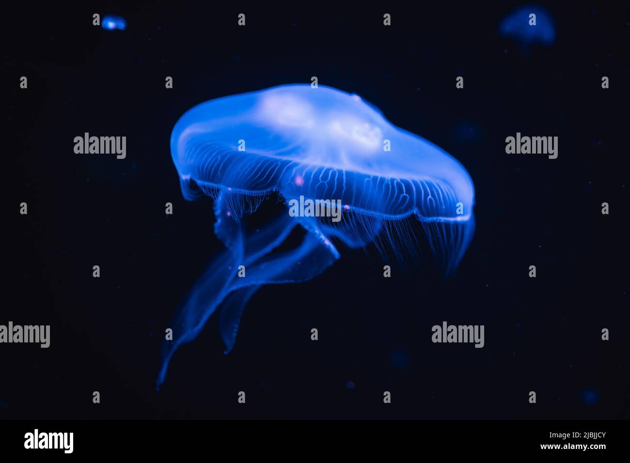 Floating jelly fish illuminated in blue colour Stock Photo - Alamy