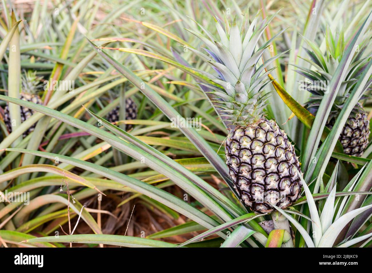 Pineapple Farm Jamaica at Claire Hawes blog