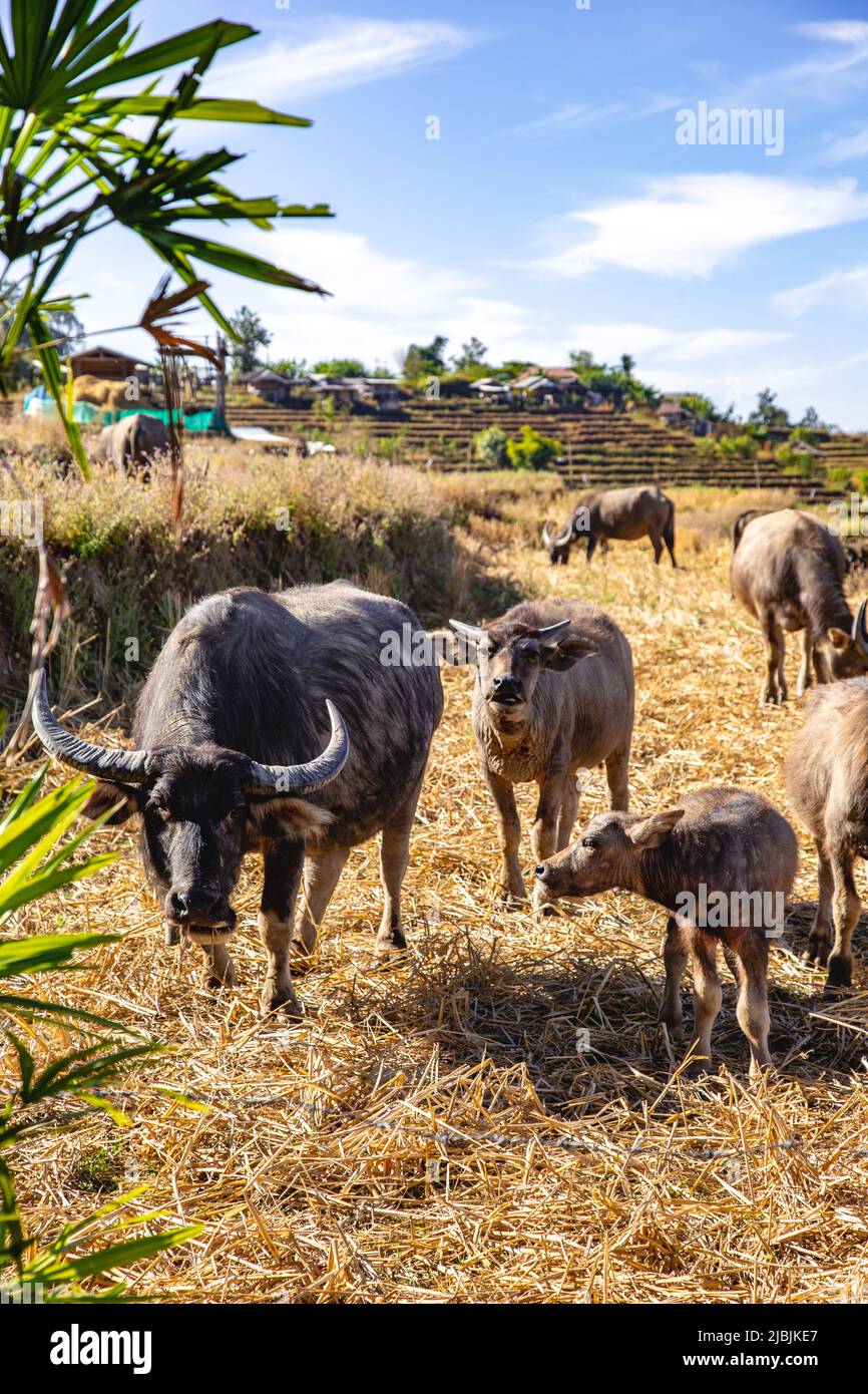 Ban Pa Pong Piang Rice terraces or Baan Pa Pong Pieng in Doi Inthanon ...