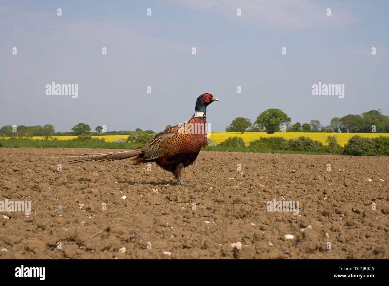 Common pheasant Phasianus colchicus, adult male standing in arable ...
