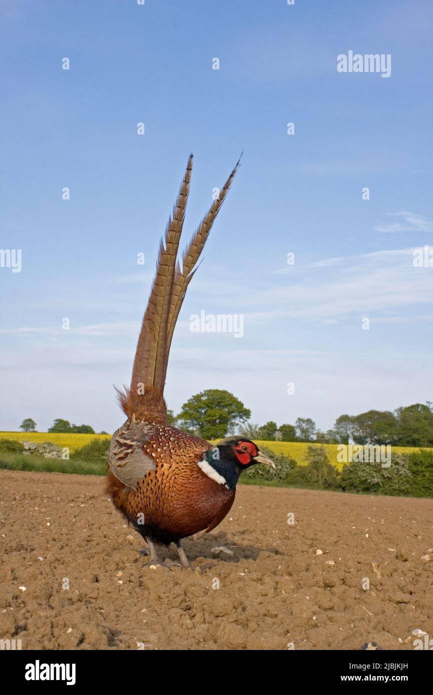 Common pheasant Phasianus colchicus, adult male standing in arable ...