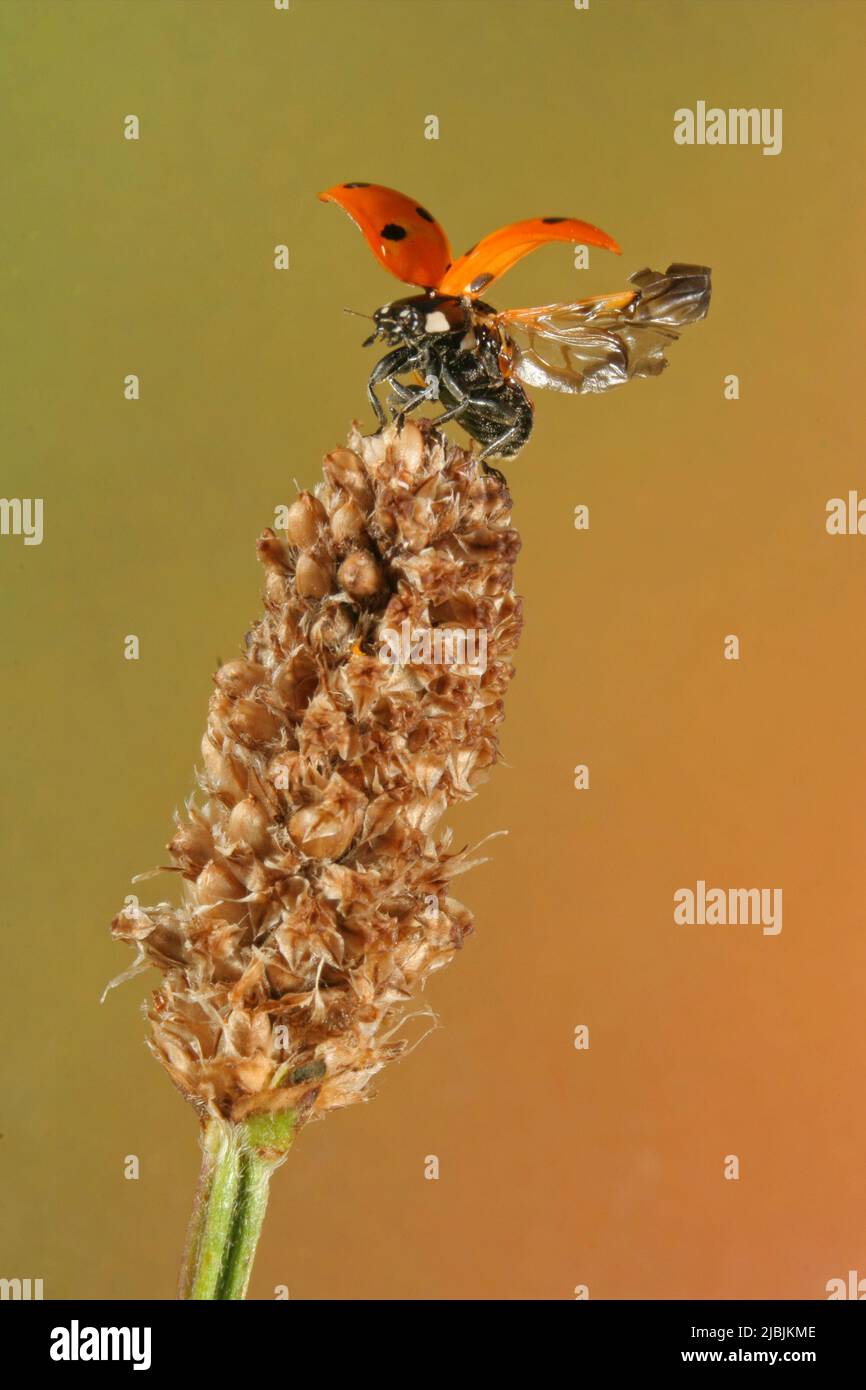 Ladybird insect flight flying hi-res stock photography and images - Alamy