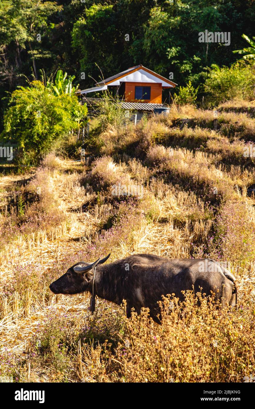 Ban Pa Pong Piang Rice terraces or Baan Pa Pong Pieng in Doi Inthanon ...