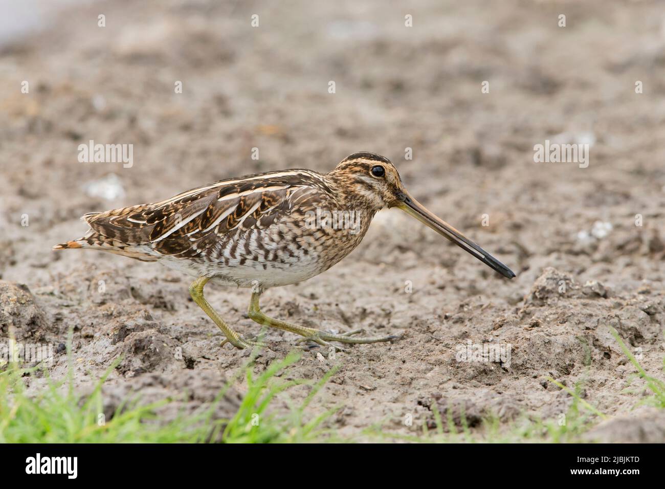 Common snipe Gallinago gallinago, adult walking on mud, Suffolk ...