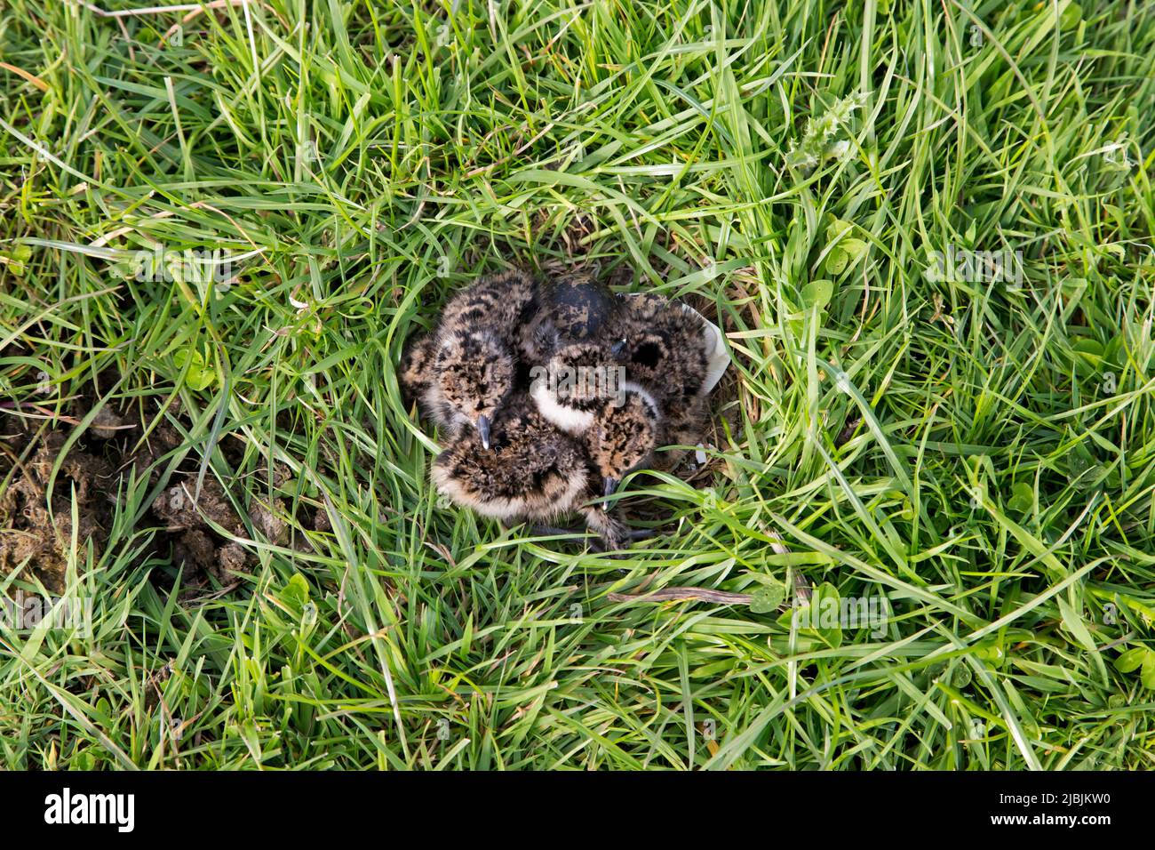 Tooth bird hi-res stock photography and images - Alamy