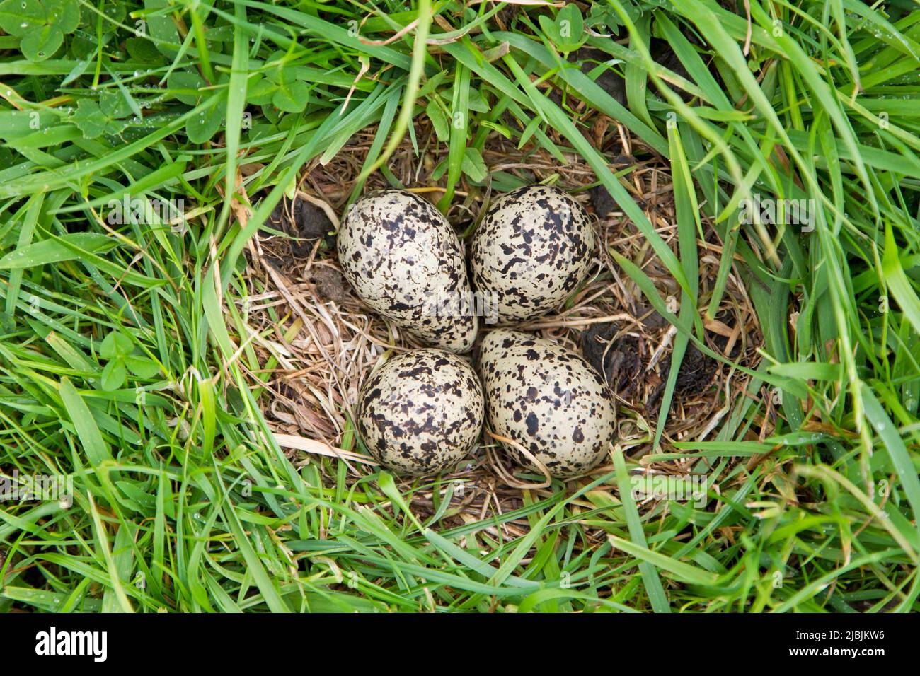 Lapwing egg hi-res stock photography and images - Alamy