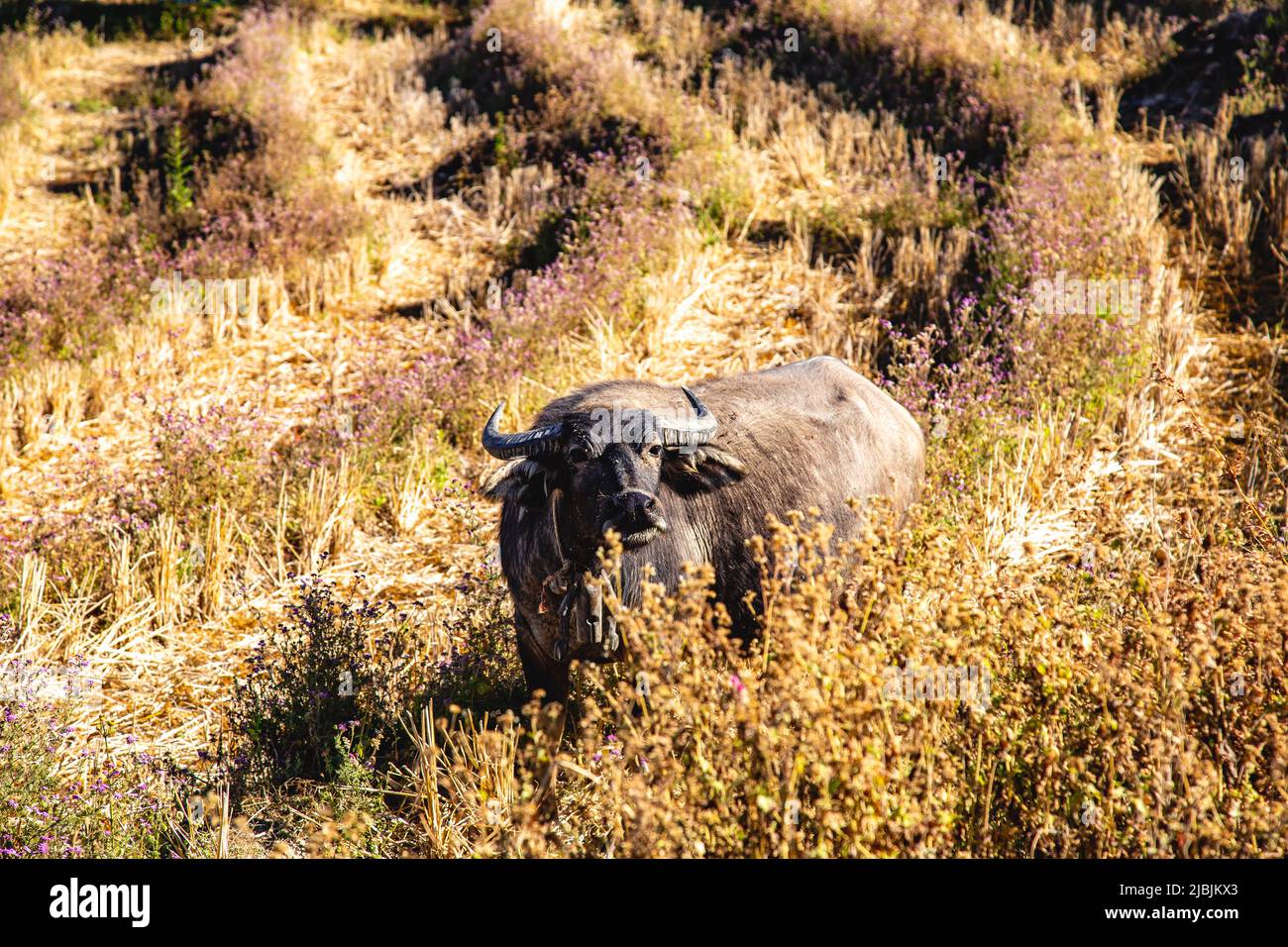 Ban Pa Pong Piang Rice terraces or Baan Pa Pong Pieng in Doi Inthanon ...