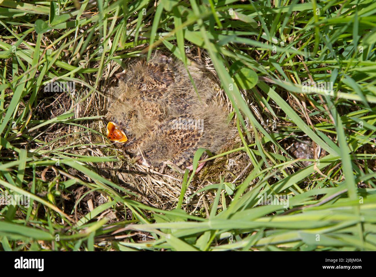 Lark and babies hi-res stock photography and images - Alamy