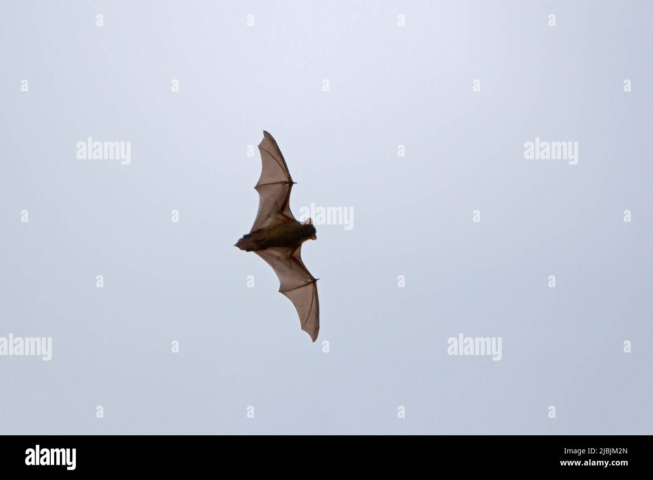 Noctule bat Nyctalis noctua, adult flying in daytime, Suffolk, England ...