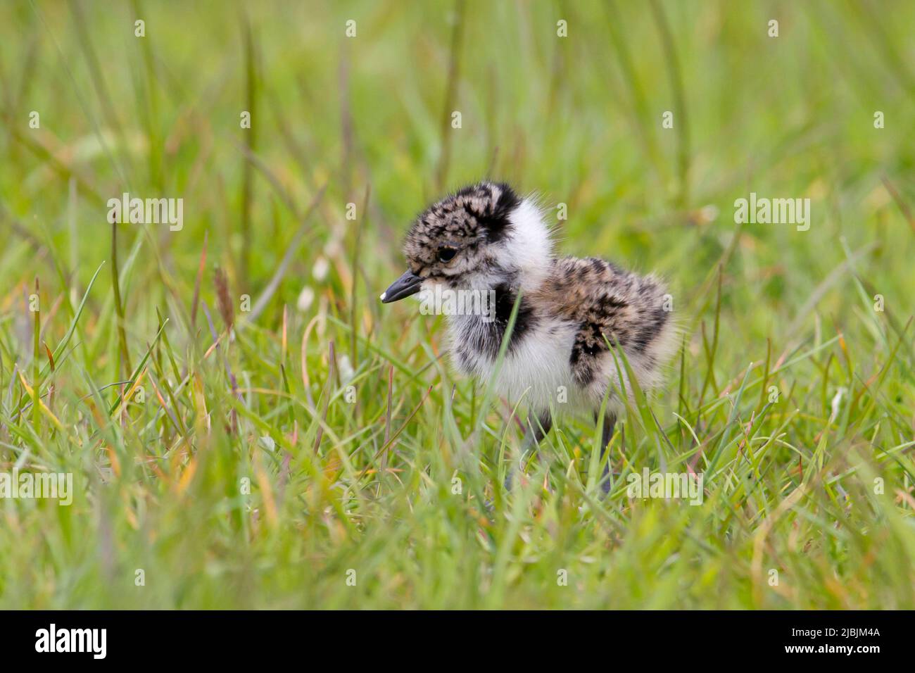 Northern lapwing Vanellus vanellus, newly hatched chick, with egg tooth ...