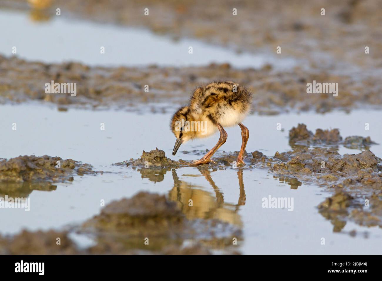 Common redshank Tringa totanus, chick walking on mud, Suffolk, England ...