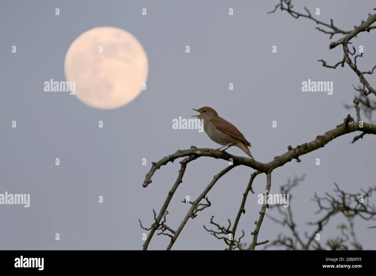 Common nightingale Luscinia megarhynchos, adult male singing at night ...