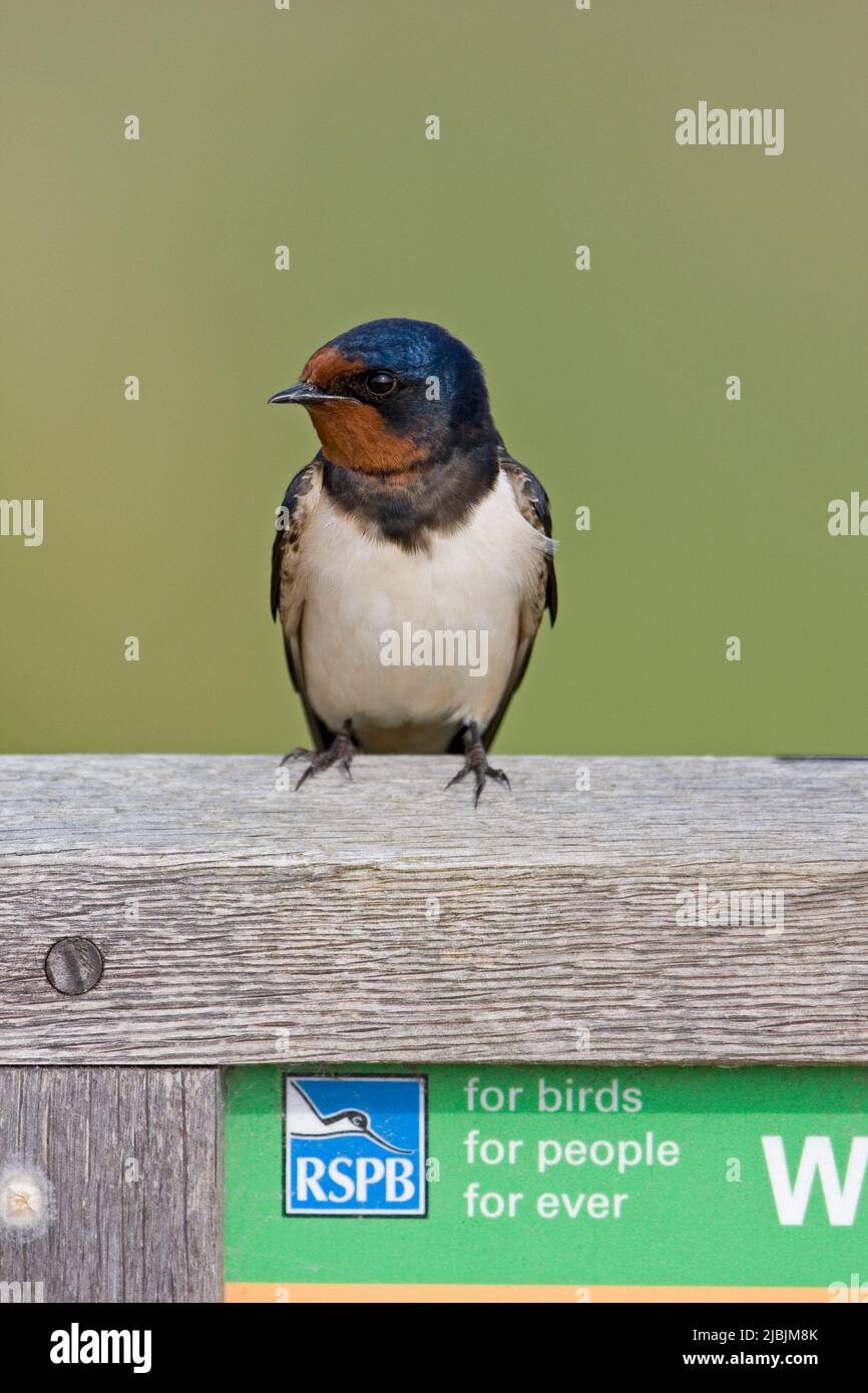 Barn swallow Hirundo rustica, adult perched on RSPB sign, RSPB Minsmere ...