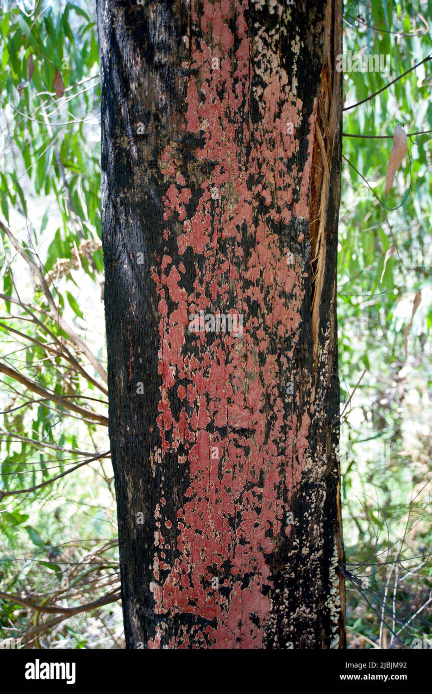 Red lichen growing on a burnt tree in Kinglake National Park in ...