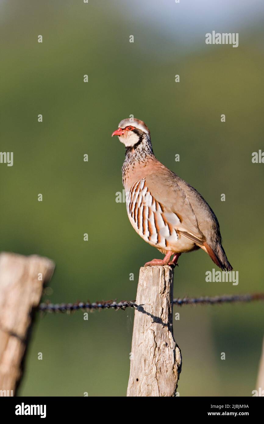 Red-legged partridge Alectoris rufa, adult standing on post, Suffolk ...