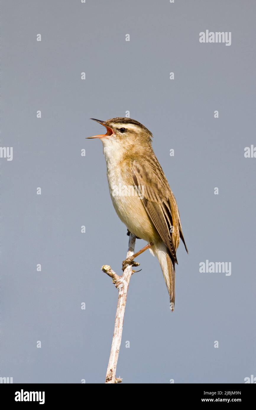 Sedge warbler Acrocephalus schoenobaenus, adult male perched on twig ...