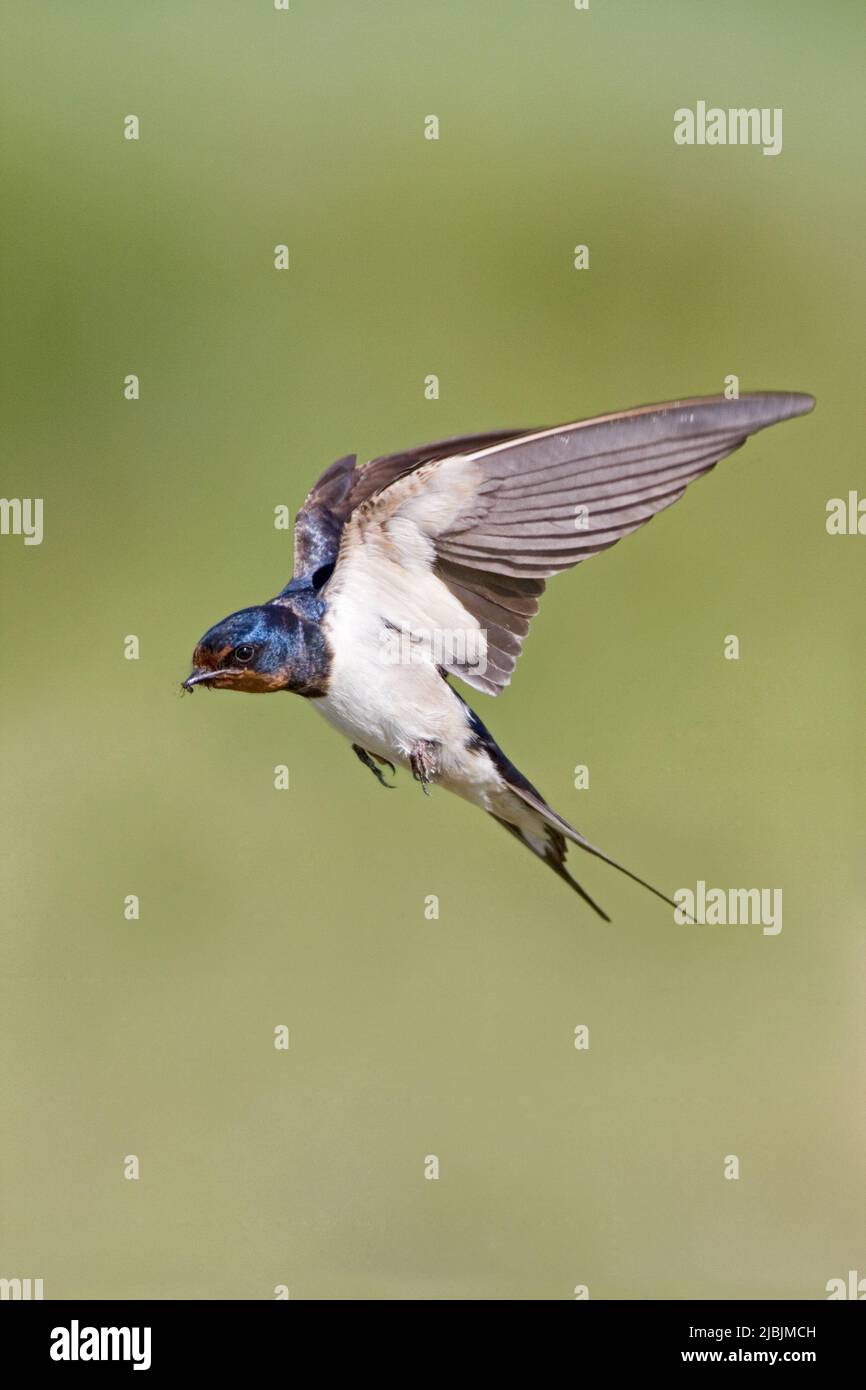 Barn swallow Hirundo rustica, adult female flying with insect in beak ...