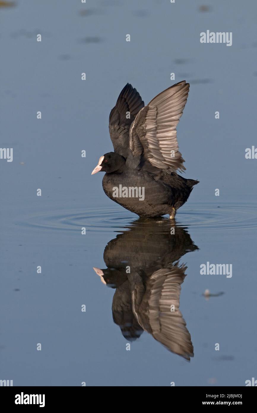 Eurasian coot Fulica atra, adult standing in water stretching wings ...
