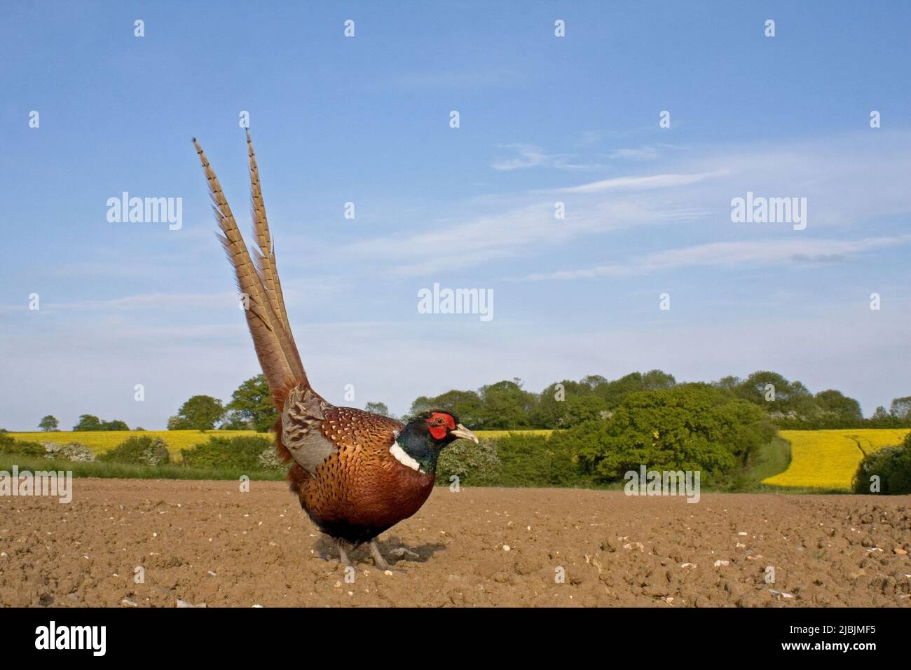 Common pheasant Phasianus colchicus, adult male standing on arable ...