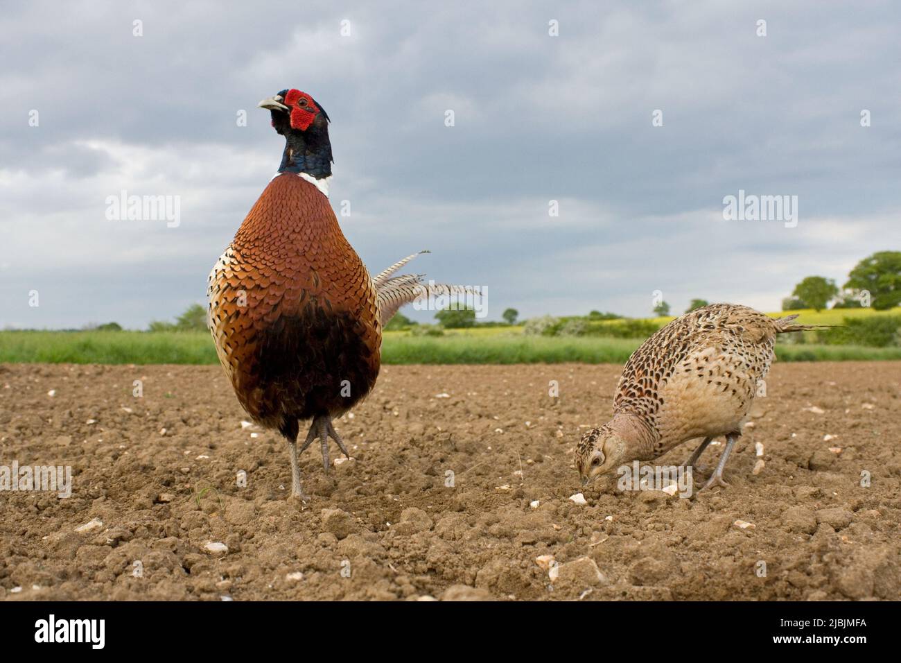 Male and female pheasants hi-res stock photography and images - Alamy