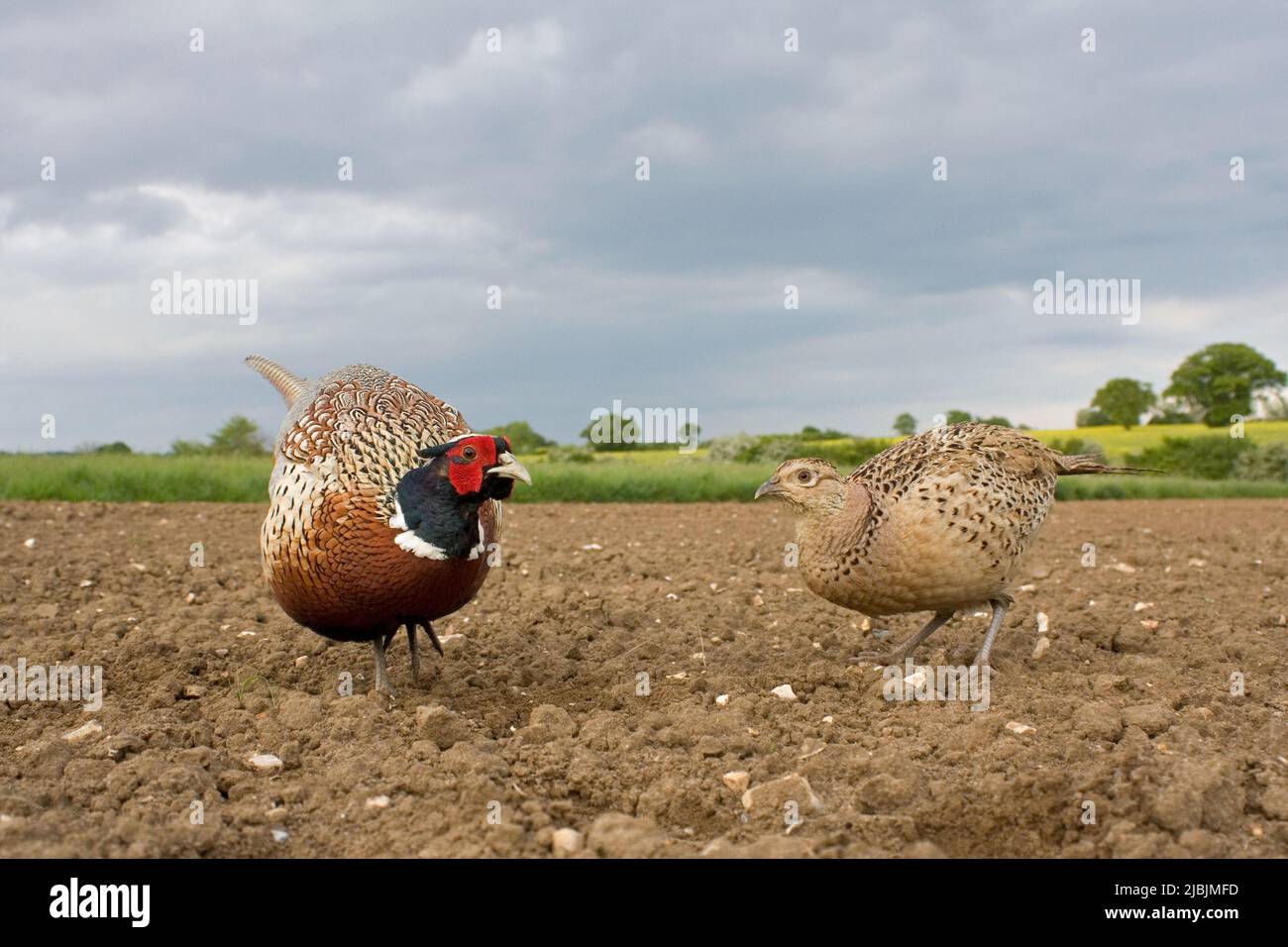 Male and female pheasants hi-res stock photography and images - Alamy