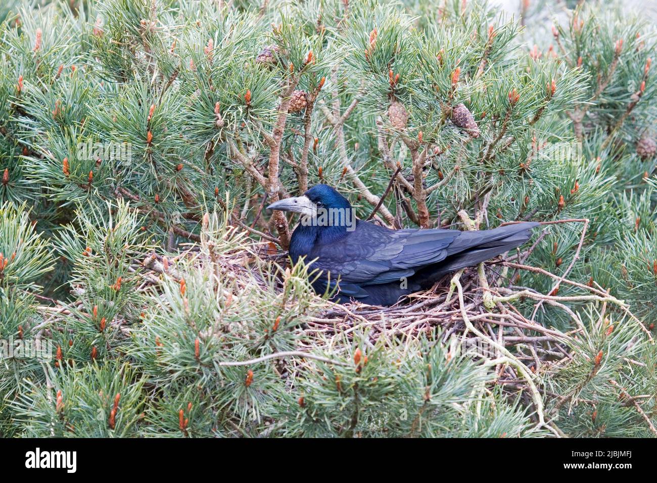 Crow nest hi-res stock photography and images - Alamy