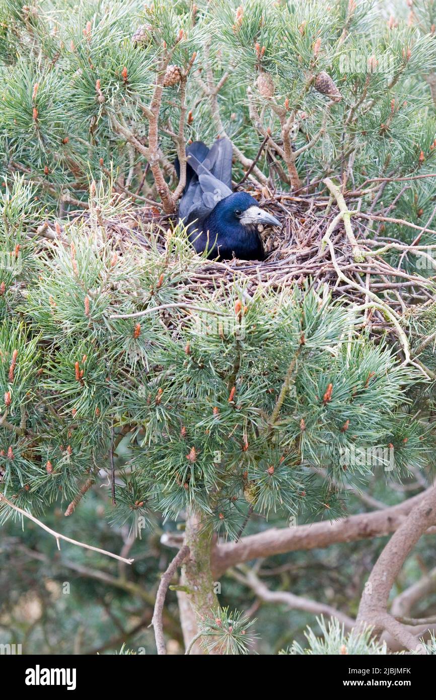 Crow nest hi-res stock photography and images - Alamy