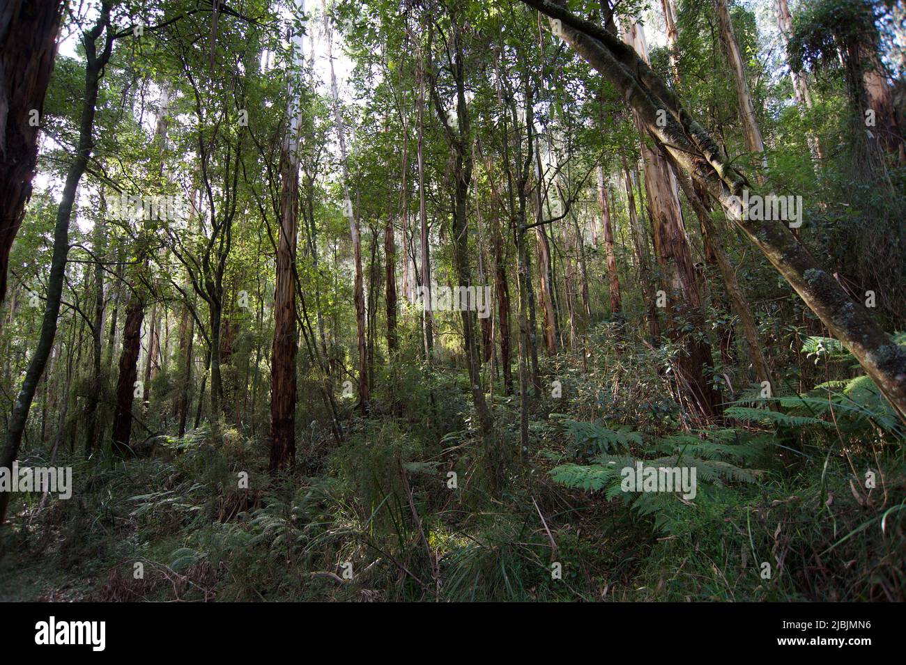 A suburban wilderness at Blackburn Lake Reserve in Victoria, Australia ...