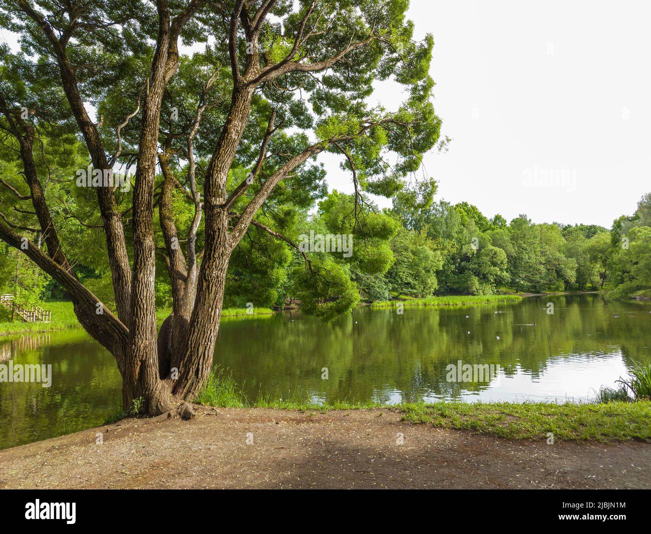 Forest lake green tree in spring nature. Summer travel landscape Stock ...