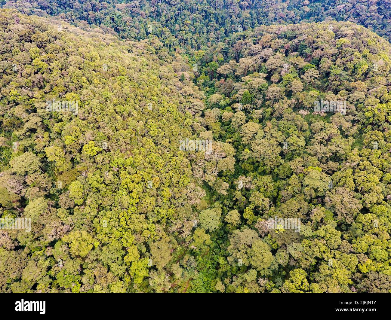 Bwindi Impenetrable forest National Park, Uganda Stock Photo - Alamy
