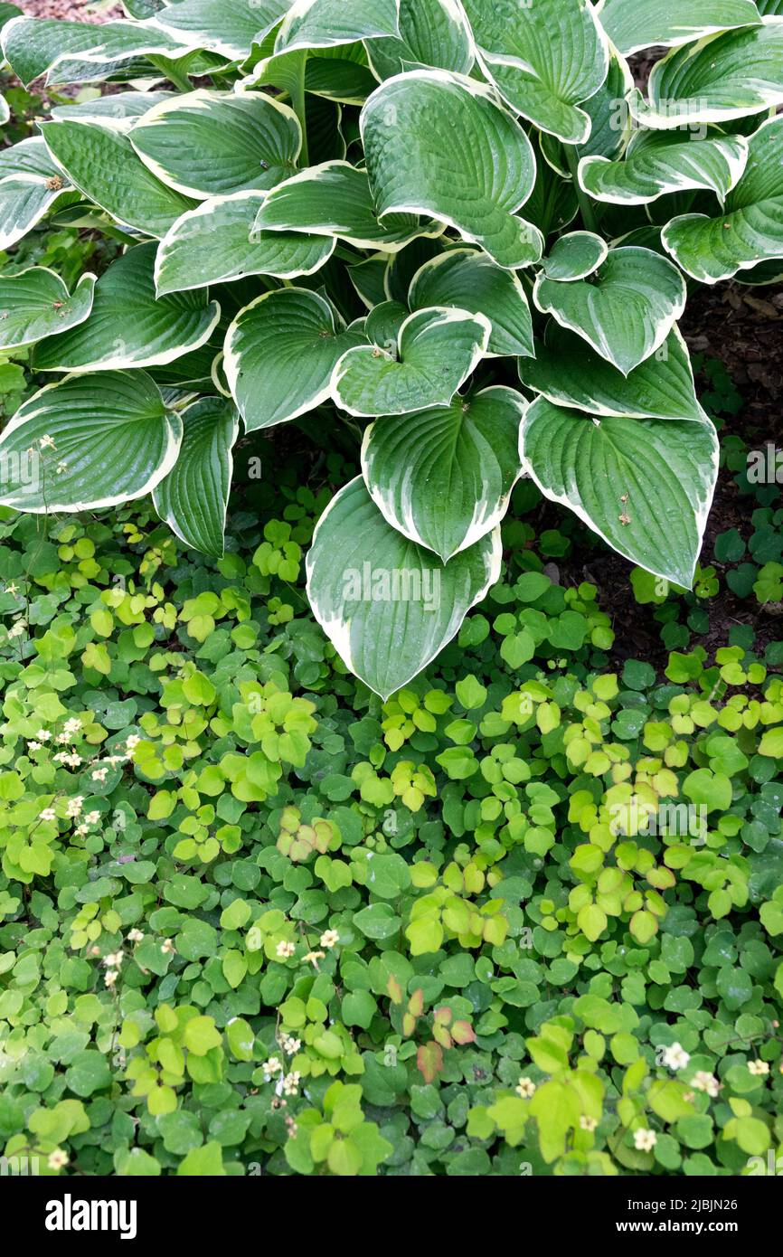Vancouveria chrysantha, Cover, Plant, Plantain Lily, Hosta, Ground ...