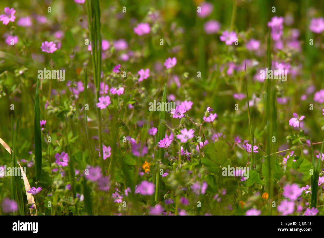 French cranesbill / Endres's cranesbill / Geranium endressii growing ...