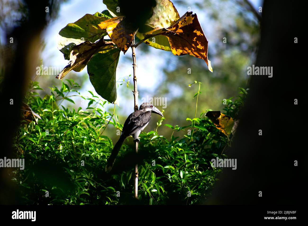 Indian grey hornbill bird hi-res stock photography and images - Alamy