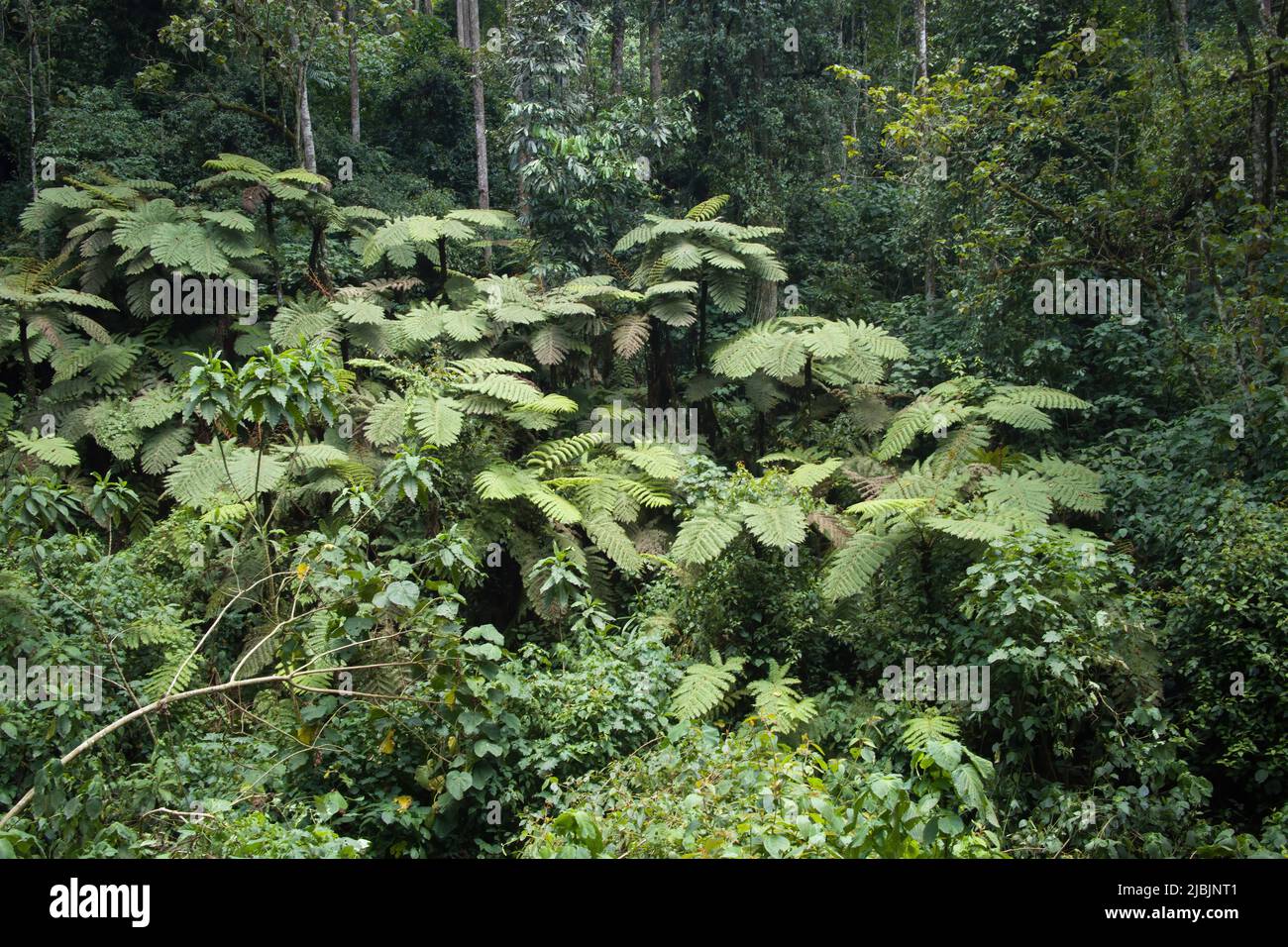 Bwindi forest trees hi-res stock photography and images - Alamy