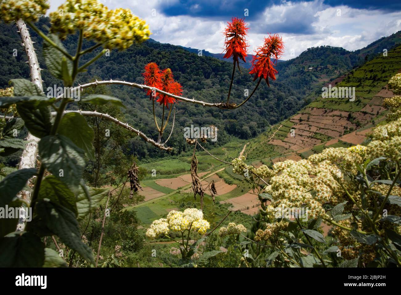 mountain flowers, Bwindi Impenetrable forest National Park, Uganda ...