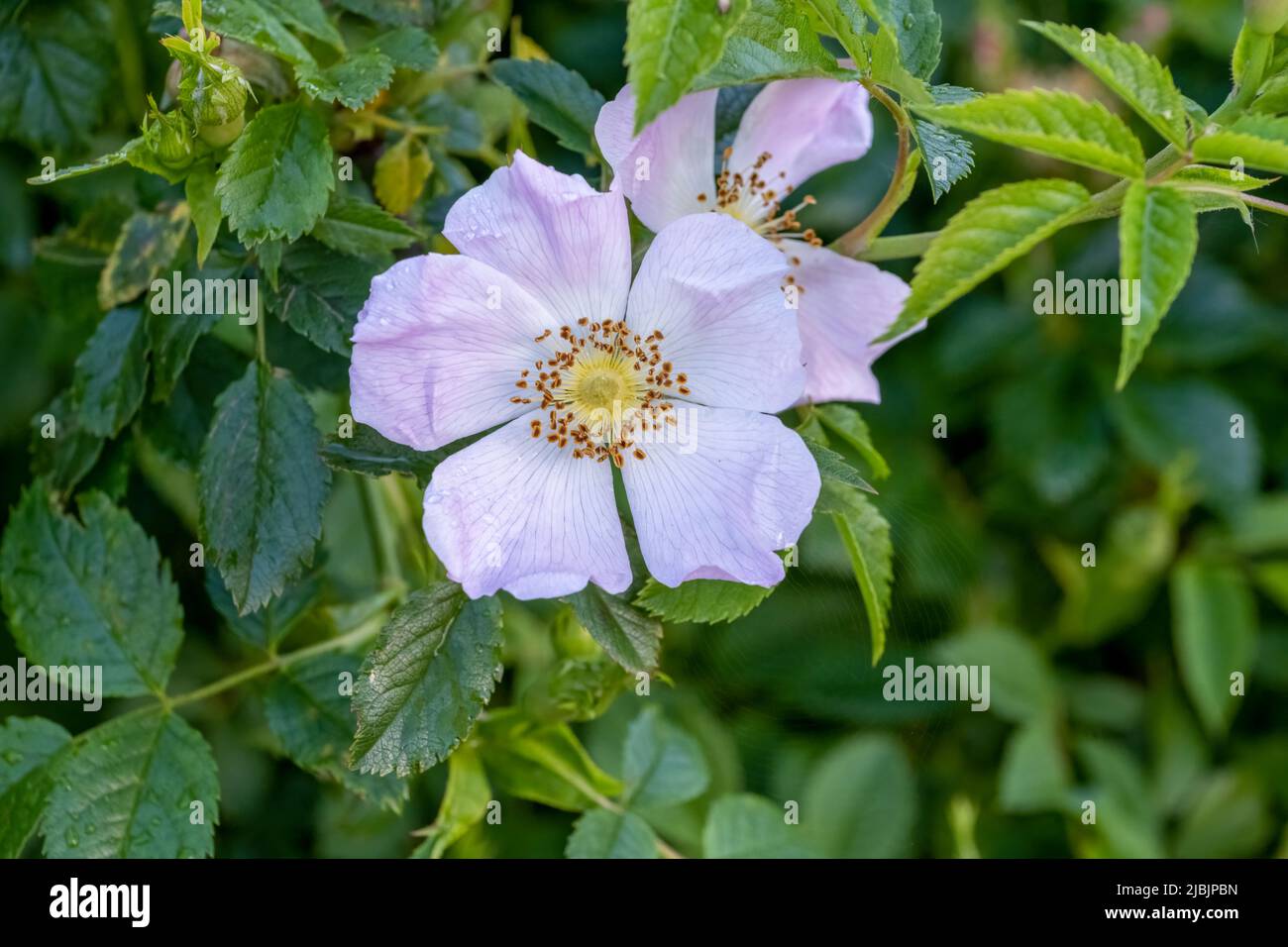 A close up of a solitary flower from a beautiful pink rambling rose ...