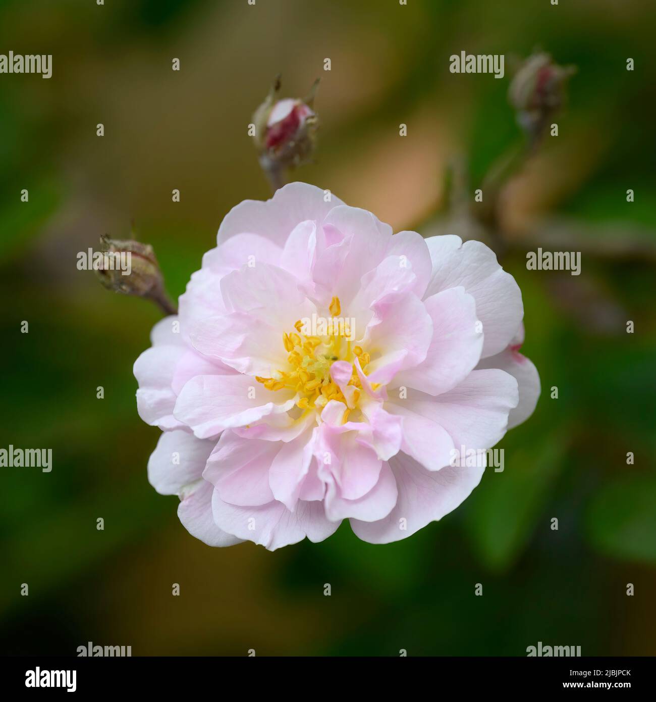 Roses pink rose hi-res stock photography and images - Alamy