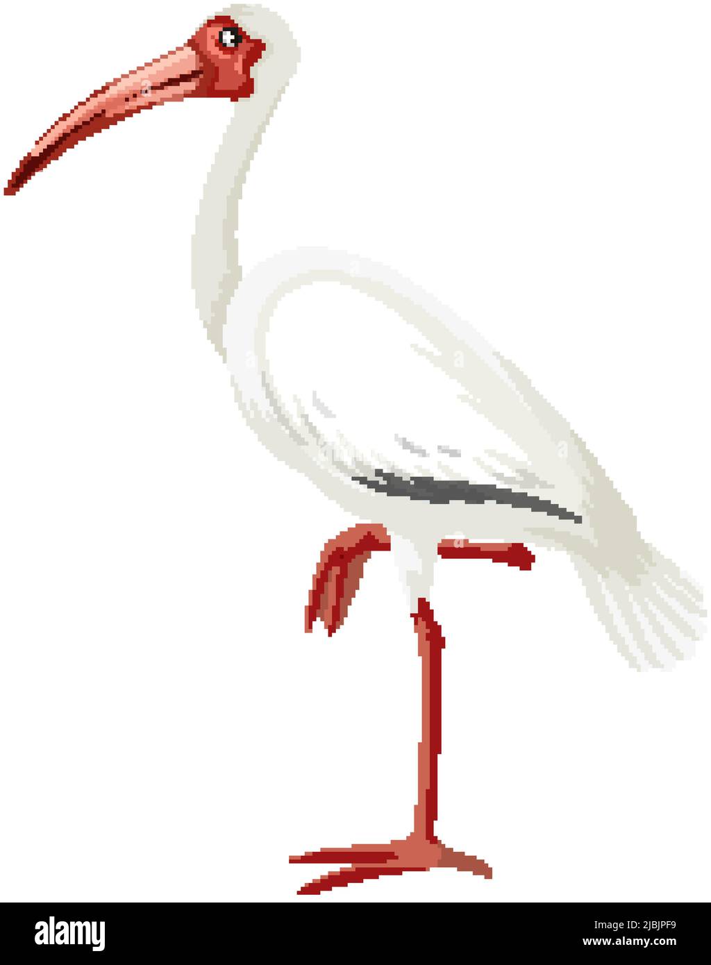 American white ibis isolated illustration Stock Vector Image & Art - Alamy