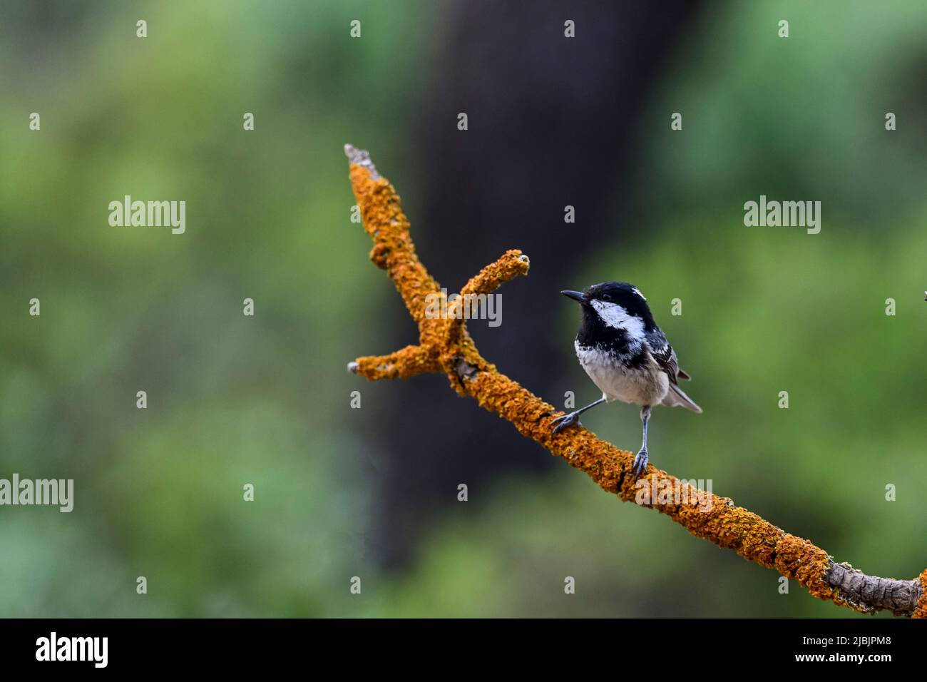 Periparus ater - the Titmouse is a species of passerine bird in the ...