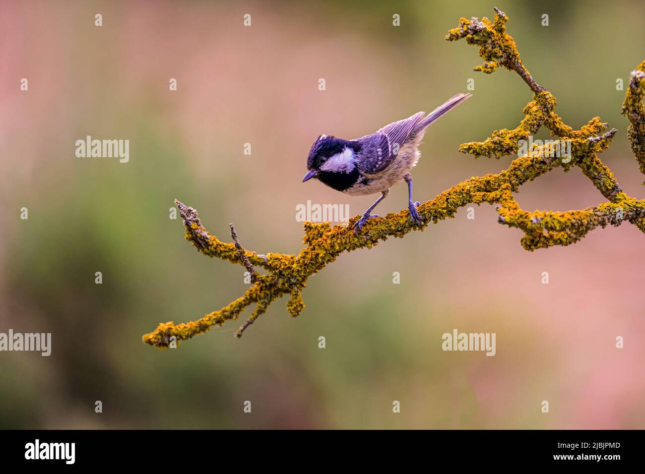 Periparus ater - the Titmouse is a species of passerine bird in the ...