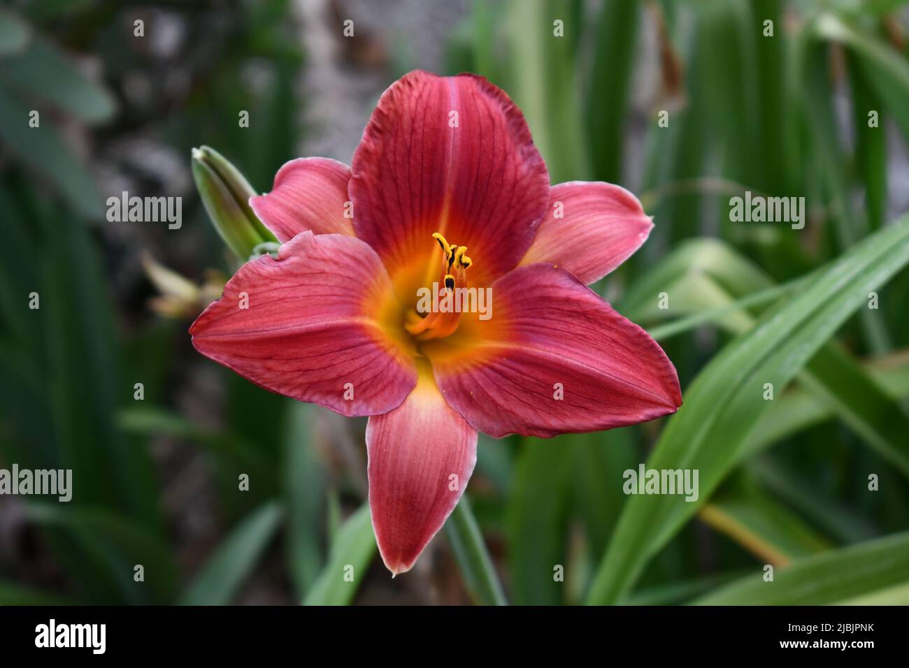 Beautiful daylily blooms in full in the garden Stock Photo - Alamy