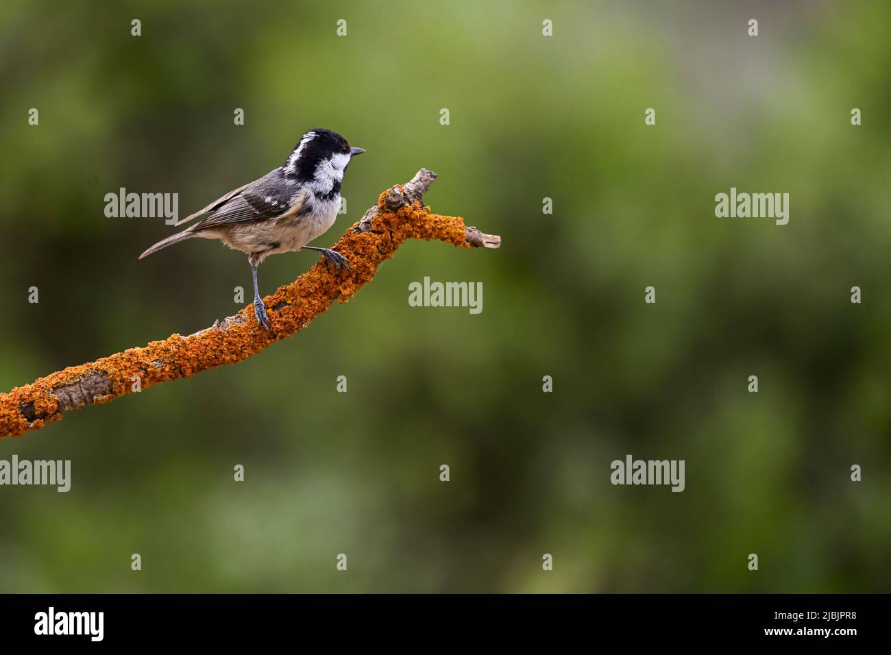Periparus ater - the Titmouse is a species of passerine bird in the ...