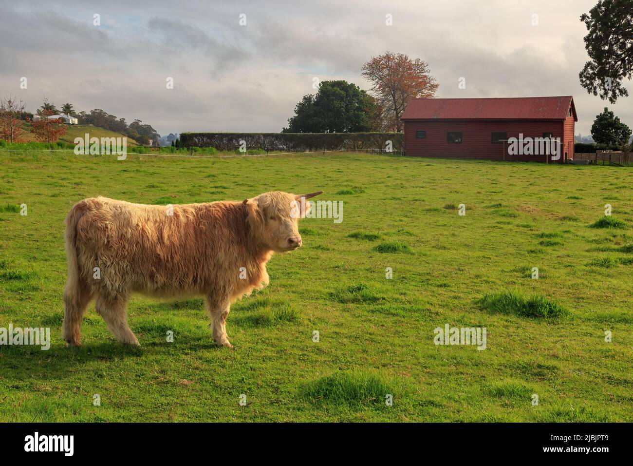 A Highland cow, a Scottish breed with long horns and a thick shaggy ...