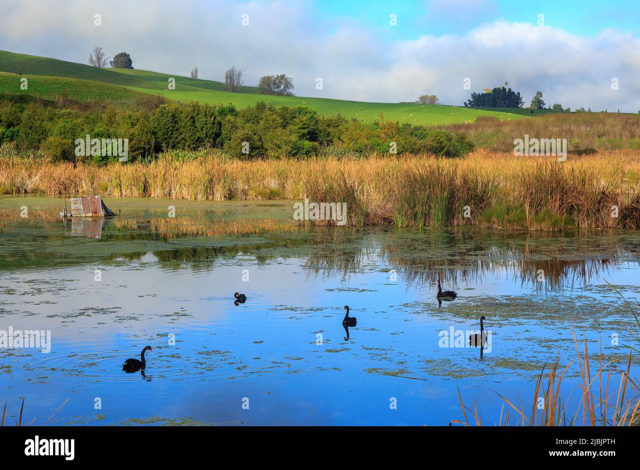 The wetland at Pekepeka Regional Park, a nature reserve in the Hawke's ...