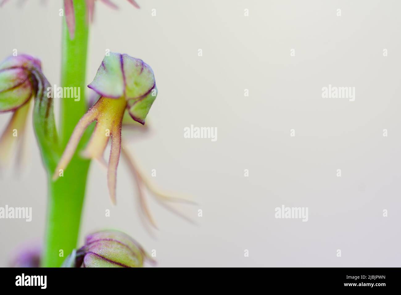 Orchis anthropophora is a species of Man Orchid Stock Photo - Alamy