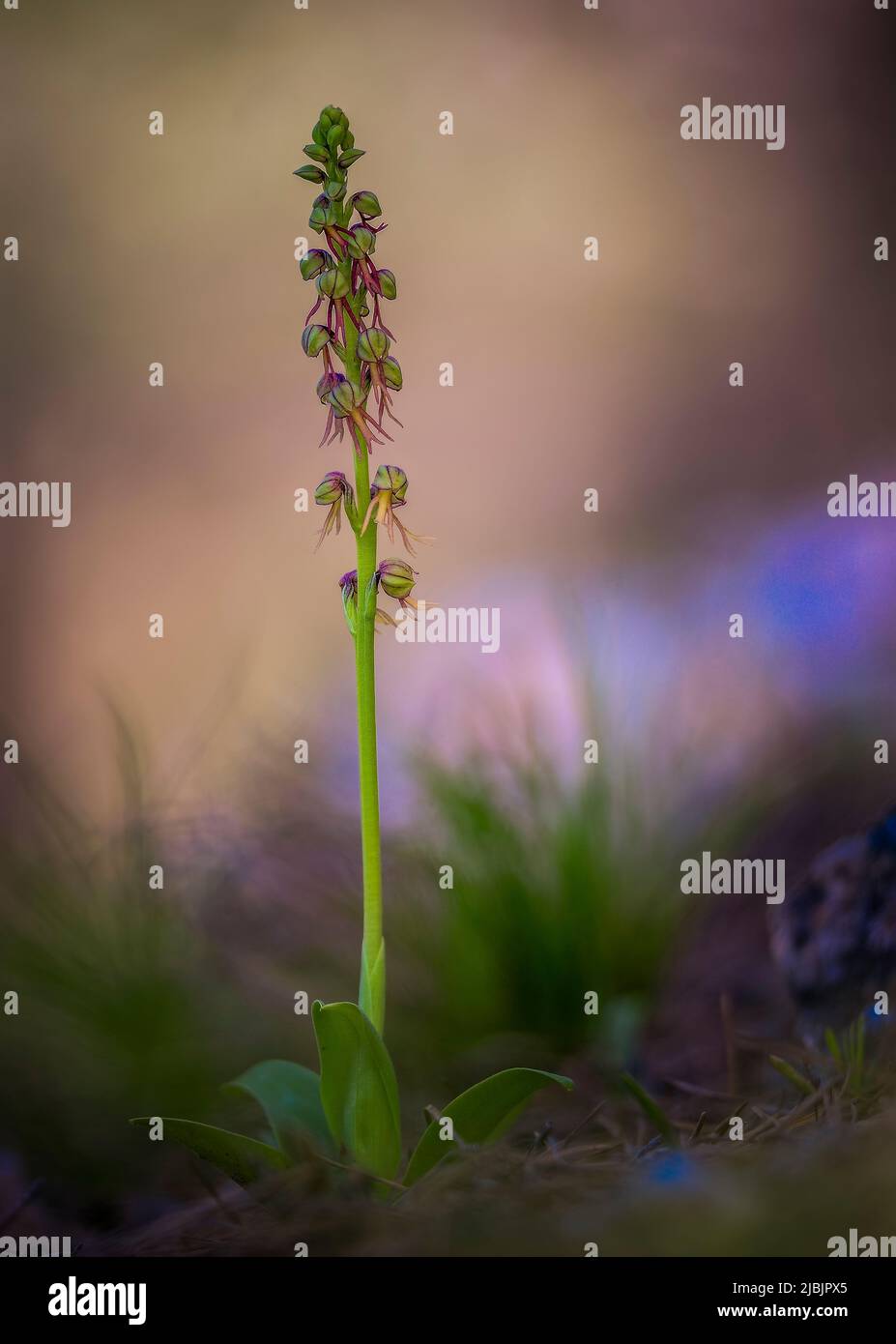 Orchis anthropophora is a species of Man Orchid Stock Photo - Alamy